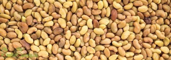 Certified Organic Alfalfa Seeds | Seeds for Sprouting for the Home ...