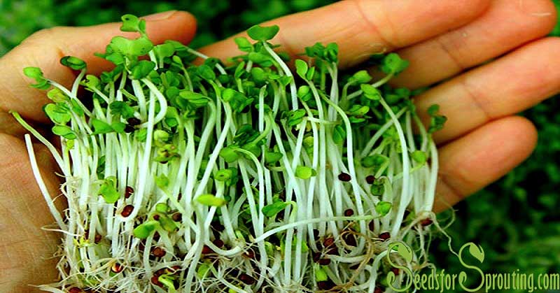 Sprouts Nutrition – Living Superfoods | Seeds for Sprouting for the ...