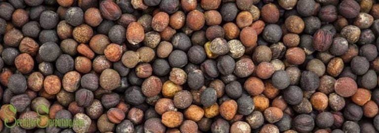 Broccoli Seeds for Sprouting | Seeds for Sprouting for the Home Sprout ...