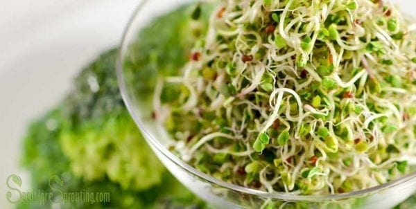 Broccoli Seeds for Sprouting | Seeds for Sprouting for the Home Sprout ...